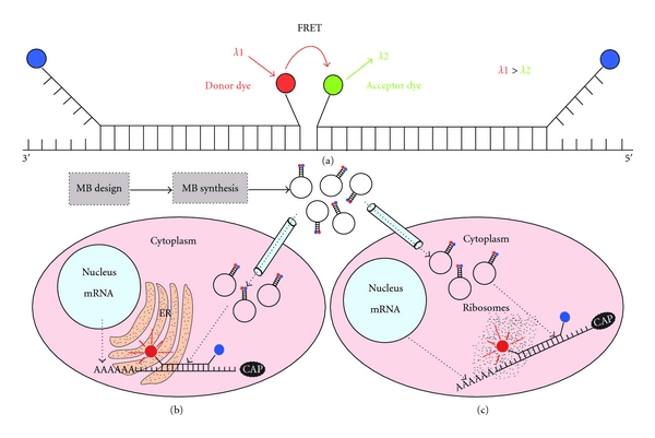 Fluorescence Tracking of RNA in Living Cells - Creative Bioarray