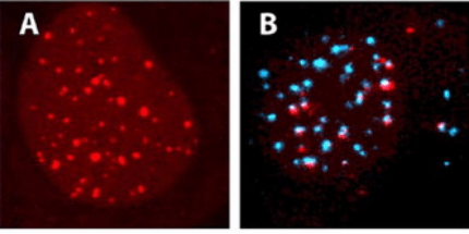Fluorescence Tracking of RNA in Living Cells - Creative Bioarray